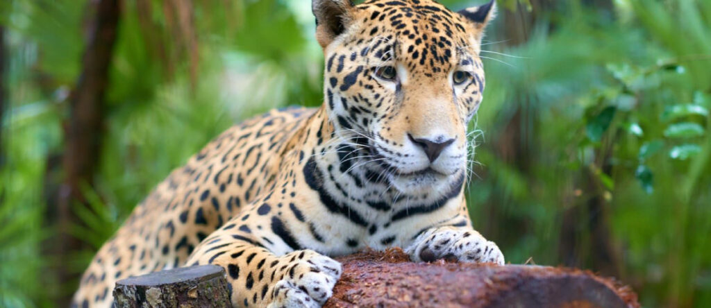 What You Need to Know About Belize’s New Digital Immigration Forms ...