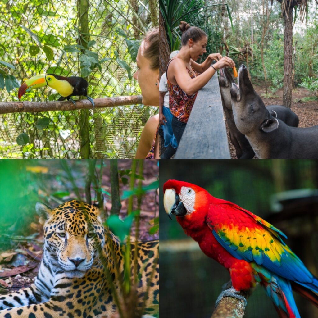 Belize Inland Tours – Xunantunich & Belize Zoo Excursion